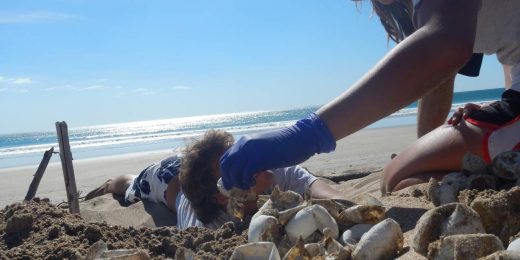 What Climate Change Means for Sea Turtles | Leatherback
